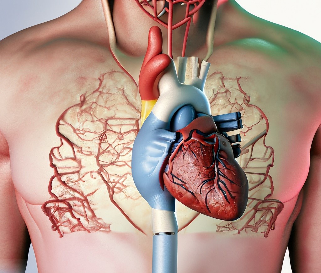 Vascular Graft Market: Transforming Vascular Health | DataM Intelligence